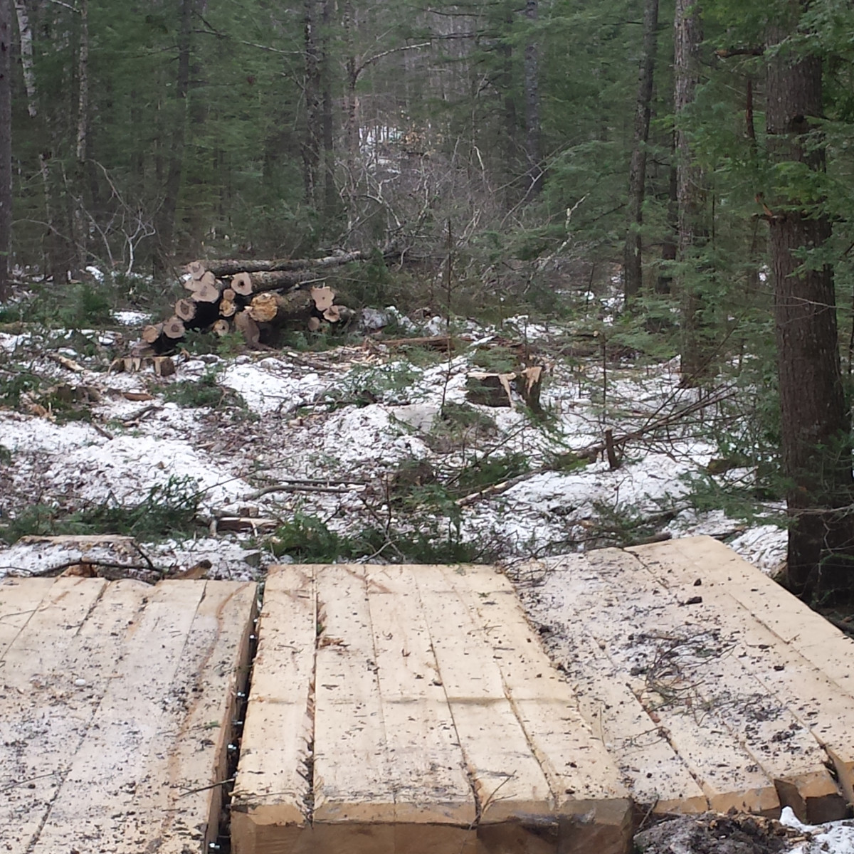 Maine Woodland Owners | Maine Logging, Timber Harvesting, and Forest ...