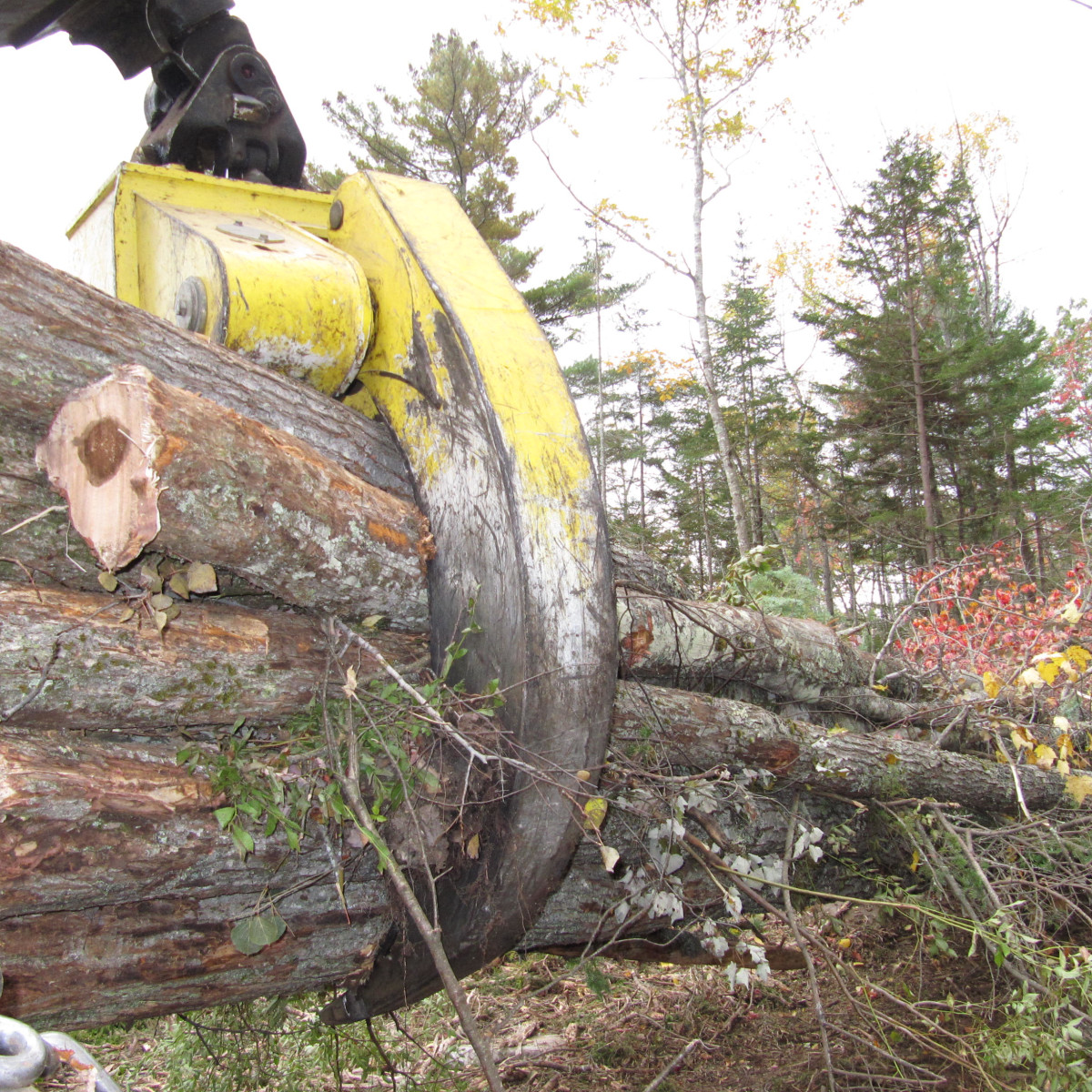 Grapple Skidder | Gallery | Maine Logging, Timber Harvesting, and ...