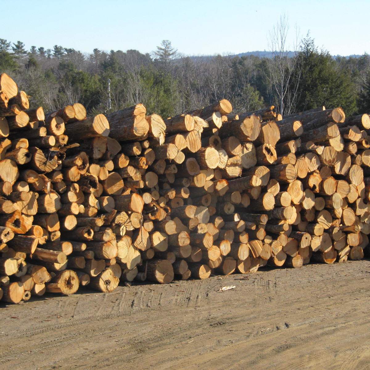 Harvest | Gallery | Maine Logging, Timber Harvesting, and Forest Management