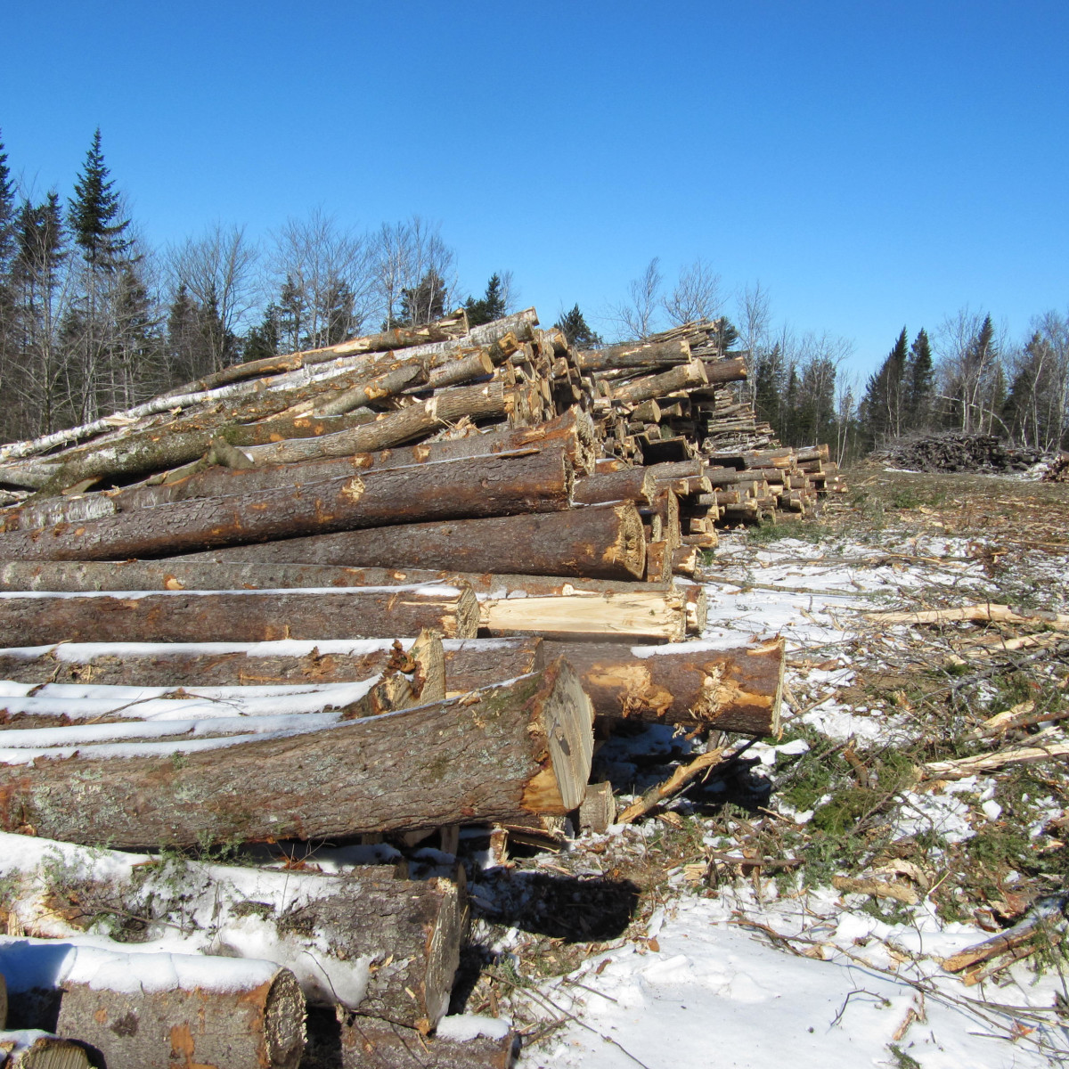 Harvest | Gallery | Maine Logging, Timber Harvesting, and Forest Management