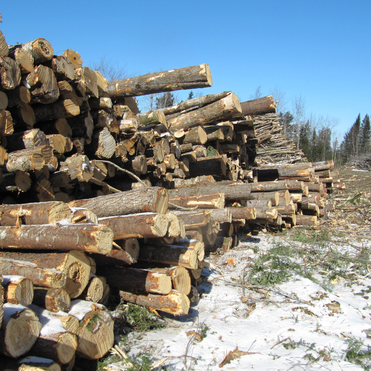 Harvest | Gallery | Maine Logging, Timber Harvesting, and Forest Management