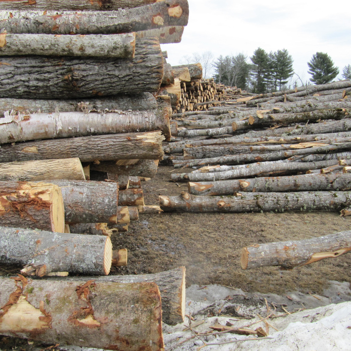 Harvest | Gallery | Maine Logging, Timber Harvesting, and Forest Management