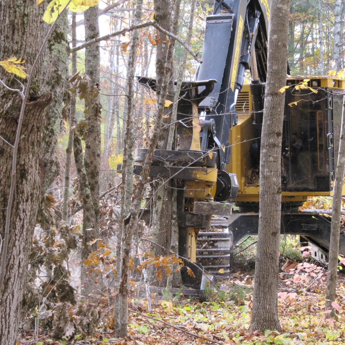 Feller Buncher | Gallery | Maine Logging, Timber Harvesting, and Forest ...